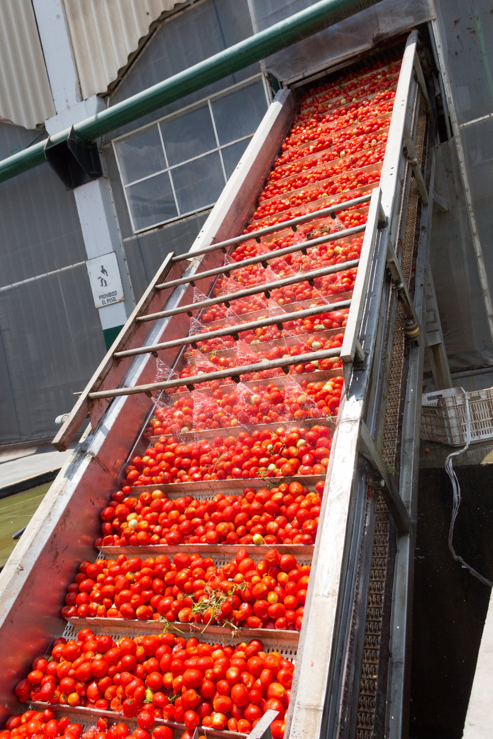 Tomato Washing Operation Increases Efficiency - LAKOS Filtration Solutions