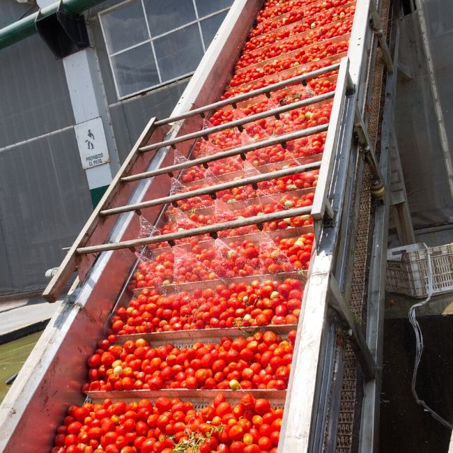Tomato Washing Operation Increases Efficiency - LAKOS Filtration Solutions