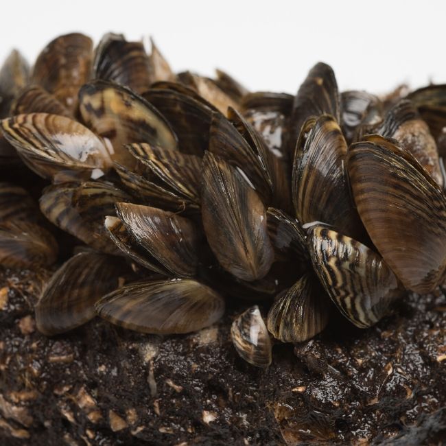Zebra Mussels Removed at Steel Piping Mill - LAKOS Filtration Solutions